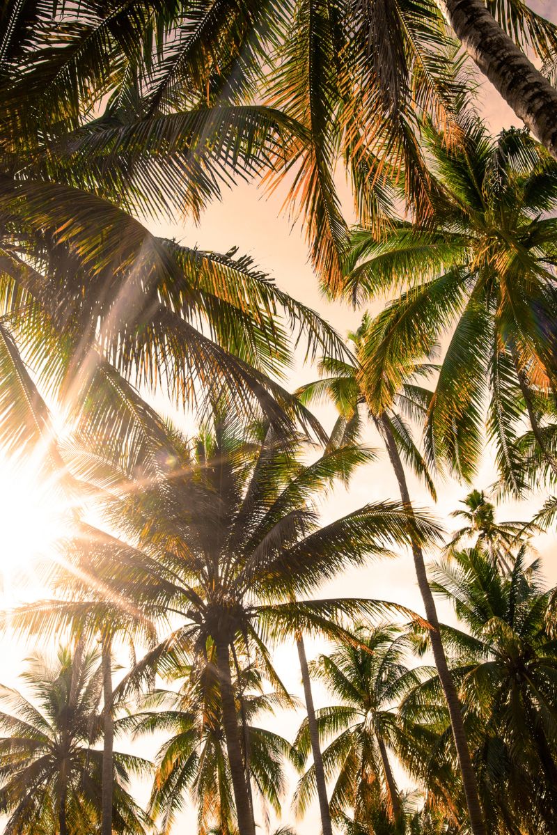 Pacific Scenery in Summer - Sere Resort Goa